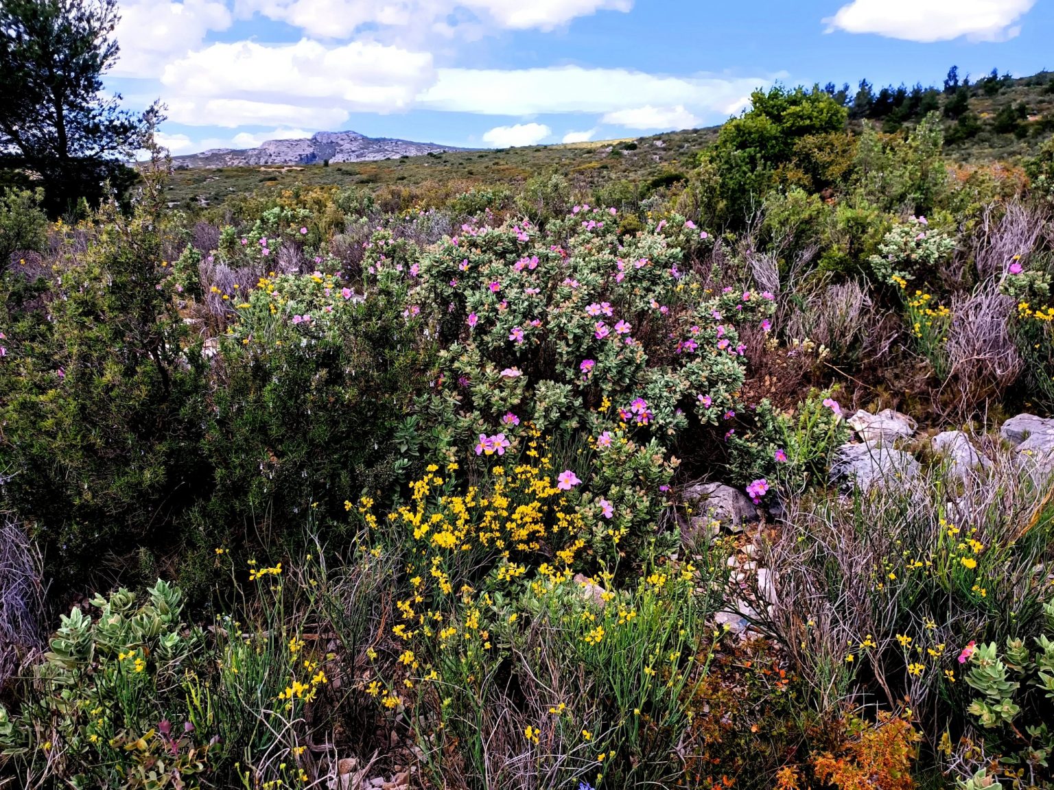 Botany explorations in Provence garrigue | En route Provence